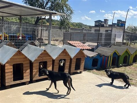 Общинският приют за бездомни животни в Казанлък вече и със стая за реанимация