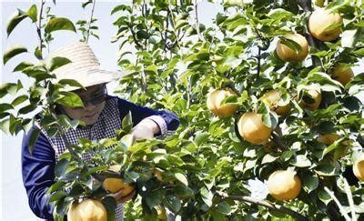 南通海門果樹種植面積近2萬畝 年產值7000萬元 每日頭條