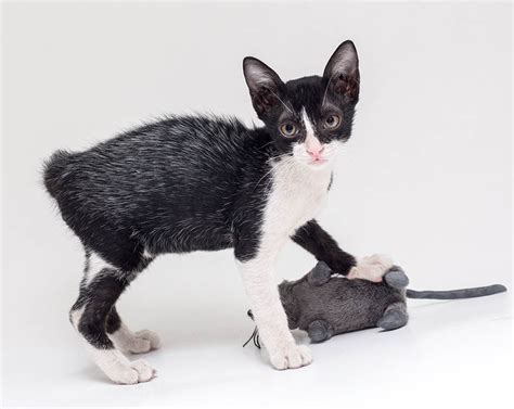 What Is A Fever Coat On A Kitten At Lucile Hart Blog