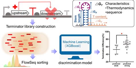 许正宏教授团队在acs Synthetic Biology等期刊发表了系列基因表达调控元件构效关系研究成果 生物工程学院 江南大学生物工程学院