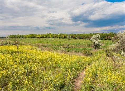 Premium Photo Meadow With Green Grass And Blue Sky