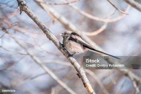 유럽 의 긴 꼬리 Tit 라틴어 이름 이지탈로스 소인 낙엽 숲의 나뭇가지에 앉아 있는 새 0명에 대한 스톡 사진 및 기타 이미지 Istock