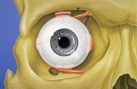 Lynch Drawing Anatomy Of Eye Orbit No Labels Anatomytool