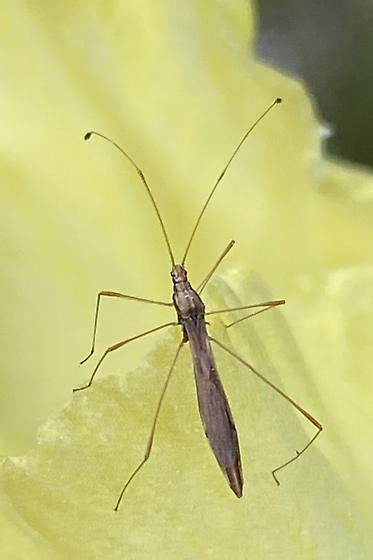 Stilt Bug Bugguide Net