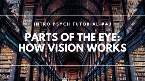 parts of the eye how vision works intro psych tutorial 43 youtube