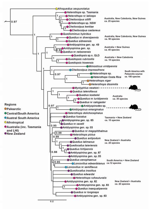 The Fifty Percent Majority Rule Consensus Tree From The Bayesian Download Scientific Diagram