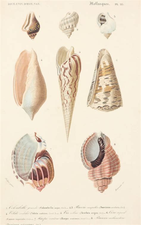 Yahooオークション フランスアンティーク 博物画 『mollusques 貝類