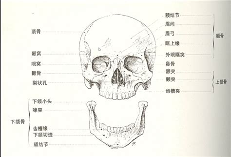 头骨正面结构分布