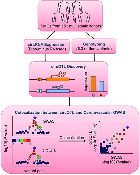 Study Design And Overview Of Analysis We Quantified Circrna Expression