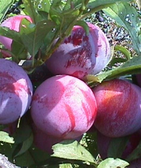 ОЗАРК ПРЕМИЕР Лицензиран овощен разсадник Б Г