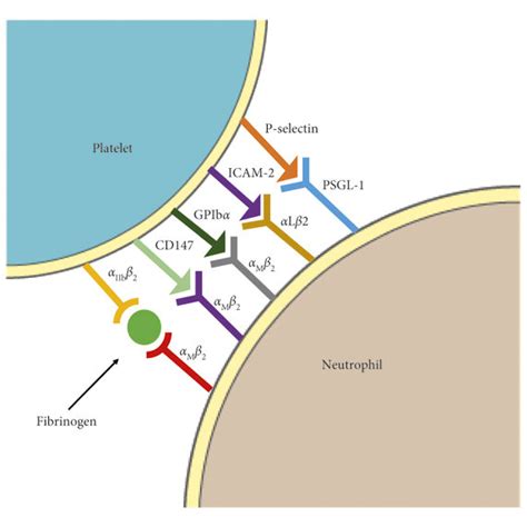 Overview Of The Most Important Platelets Selectins And Integrins