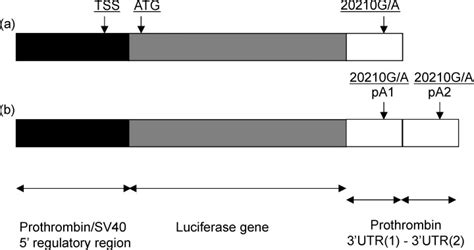 G20210a Is A Functional Mutation In The Prothrombin Gene Effect On