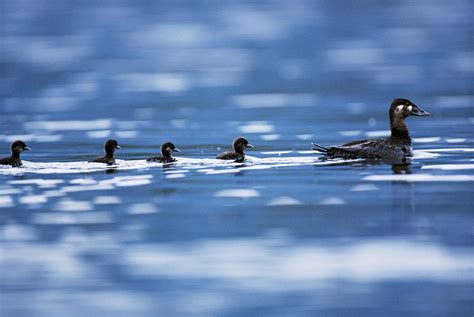Surf Scoter Melanitta Perspicillata And Photograph By Art Wolfe