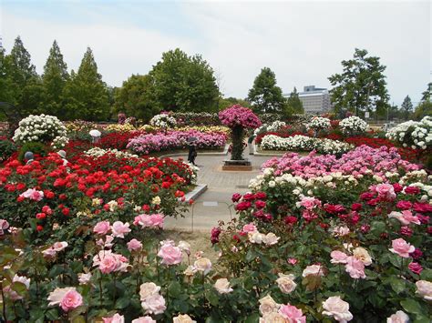 バラ園 庄堺公園