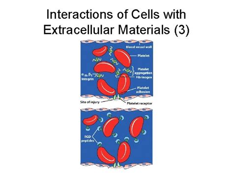 Chapter 7 Interactions Between Cells And Their Environment