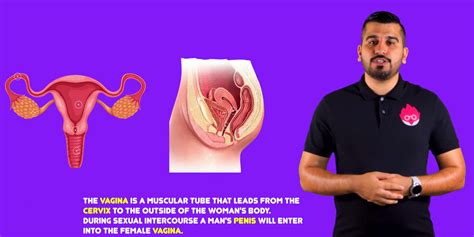 Female Reproductive System Anatomy Bite Sized Gcse Igcse
