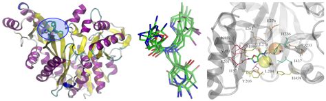 Redesign Of Biotin Carboxylase Inhibitors Computational Systems