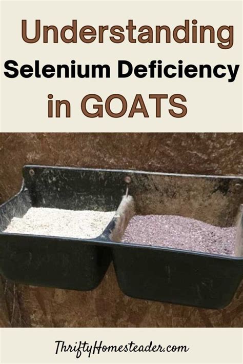 Goats And Selenium Deficiency