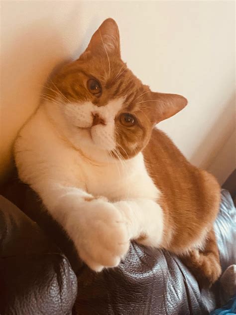 My 2 Year Old Rescue Ruby R Britishshorthair