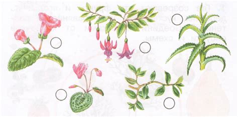 ГДЗ Окружающий мир 1 класс рабочая тетрадь №1 Плешаков Новицкая Комнатные растения у нас дома