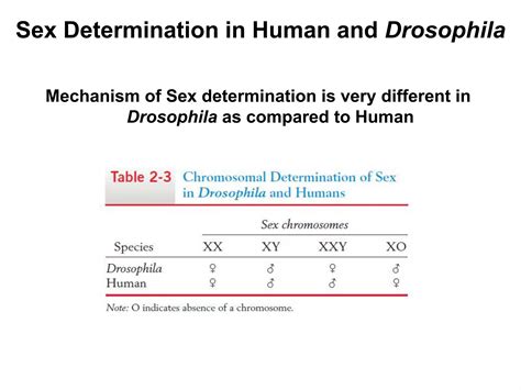 2 Sex Linked Inheritence Pptx