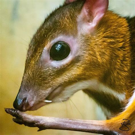 Tragulus Javanicus Java Mouse Deer