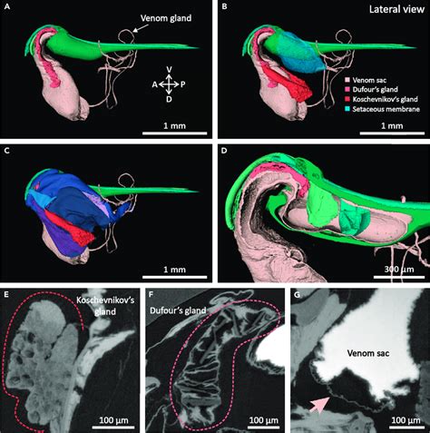 Glandular Tissue Of The Stinger A Micro Ct Of The Stinger With Left