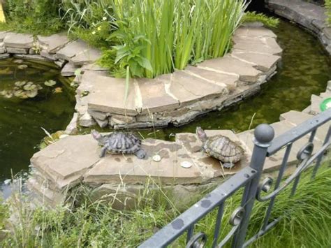 Backyard Turtle Pond