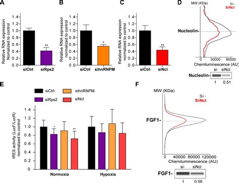Figures And Data In Long Non Coding RNA Neat And Paraspeckle Components Are Translational