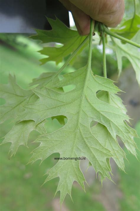 European Treeguide Bomengids Nl Featuring Noordelijke Moeras Eik Northern Pin Oak Quercus