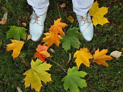 가을 나뭇잎 화려한 Pixabay의 무료 사진 Pixabay