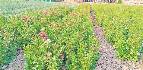 ကန့်ဘလူမြို့၌ တစ်နိုင်တစ်ပိုင် သီးနှံစုံစိုက်ပျိုးကြသူများ မိသားစုစီးပွားရေး အဆင်ပြေလျက်ရှိ