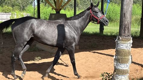 The Ultimate Guide To Gray Horses Understanding Their Color