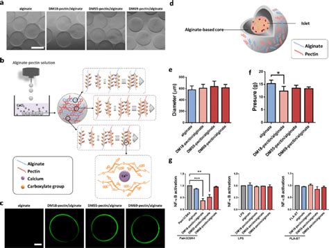 Design And Manufacturing Of Pectin Alginate Microcapsules And Their In Download Scientific