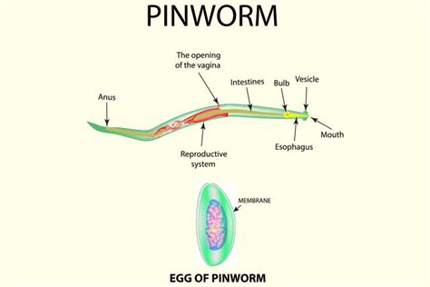 Pinworms In Pregnancy Causes Diagnosis And Treatment