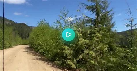 Hit Some Unexpected Traffic On Some Logging Roads Album On Imgur