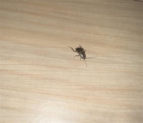 Is This A Roach Or A Beetle Rspecies