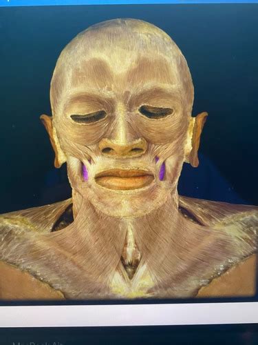 Unit 3 HAP Review Flashcards Quizlet