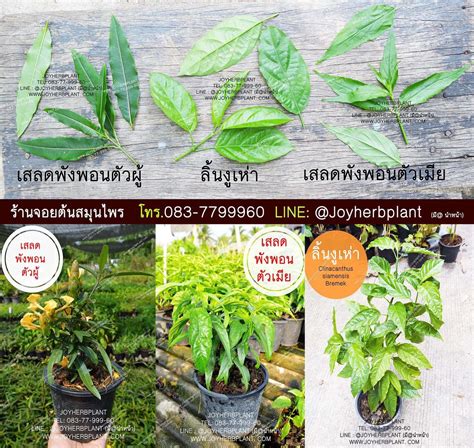 สมุนไพรรักษางูสวัด เริม ทั้ง 3 ชนิด สมุนไพรไทยของดีควรมีติดบ้าน ลิ้นงูเห่า ต้นลิ้นงูเห่า