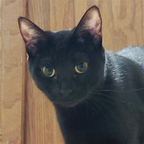 Cat For Adoption Nipsy A Domestic Short Hair Mix In St Augustine Cat For Adoption Nipsy A Domestic Short Hair Mix In St Augustine