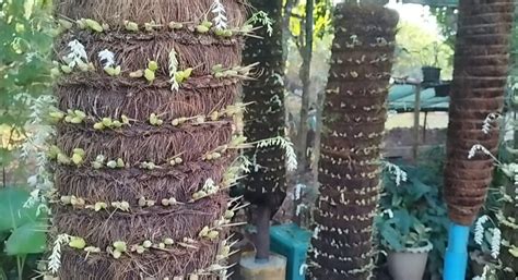 ကလိန်အောင်မြို့၌ ဆောင်းရာသီ သဇင်ပန်းများ စတင်ထွက်ရှိချိန်တွင် ဈေးကောင်းရရှိ Information And