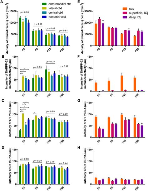 Quantification Of The Postnatal Development Of The Ot Compartments The Download Scientific