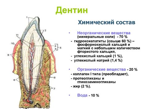 Твердые ткани зуба: дентин, цемент - презентация онлайн