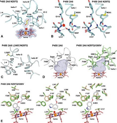 Figure 1 From Structural Insight Into The Altered Substrate Specificity Of Human Cytochrome P450
