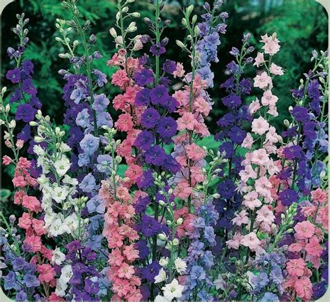 Common Delphinium Color Mix 500 Seeds Non Gmo Etsy Common Delphinium Color Mix 500 Seeds Non Gmo Etsy