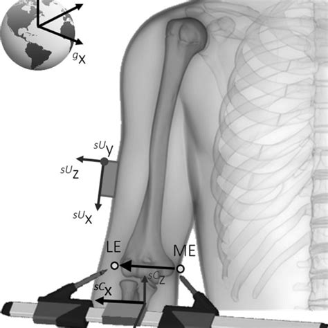 Anatomical Calibration Of A Magnetic And Inertial Measurement Unit