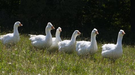 Cute White Geese On A Pasture Stock Image Image Of Meadow Fresh
