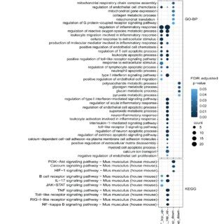 Functional Enrichment Analysis Of Differential Gene Expressions DEGs
