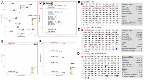 Miss Muscle Box Jaysonazaan