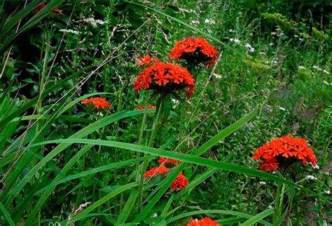 Crop Output Image Plants Flowers Cropped